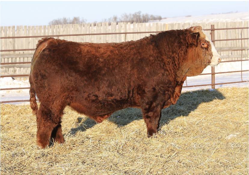 Lot 90 by Double Bar D Farms