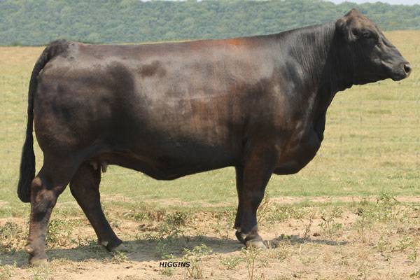 Purebred Simmental Matrons • Double Bar D Farms