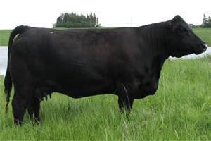 Purebred Simmental Matrons • Double Bar D Farms