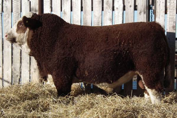 Fullblood Fleckvieh Patrons • Double Bar D Farms