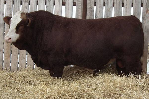 Fullblood Fleckvieh Patrons • Double Bar D Farms