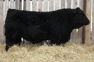 Purebred Simmental Matrons • Double Bar D Farms