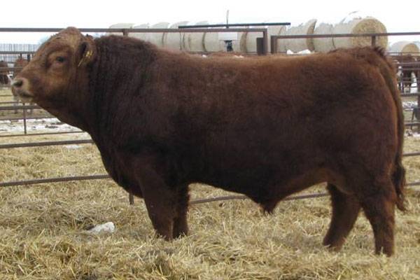 Purebred Simmental Matrons • Double Bar D Farms