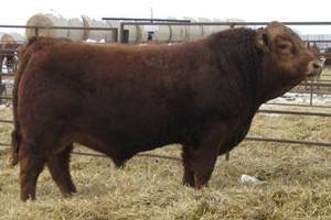 Purebred Simmental Matrons • Double Bar D Farms